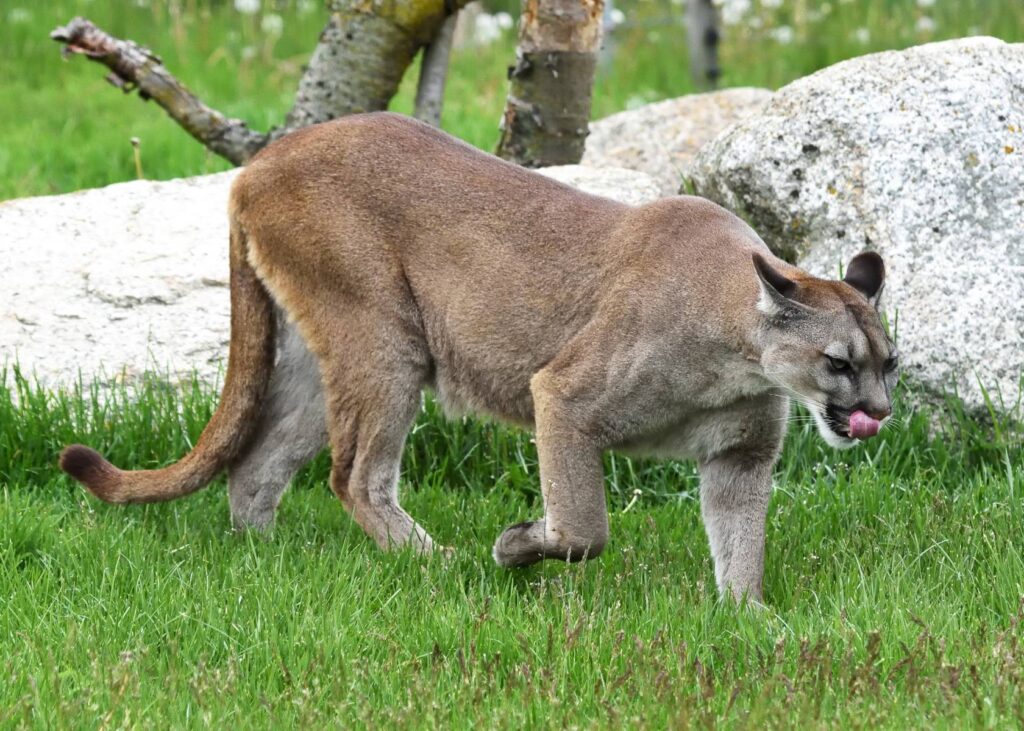 Top 9 Goat Predators In The United States - Goat Journal